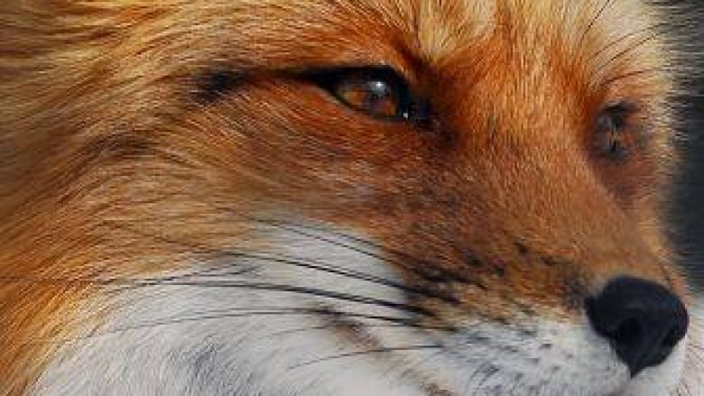 Dhelpra hyri në një shtëpi, u gjet duke fjetur mbi furrën me mikrovalë ...